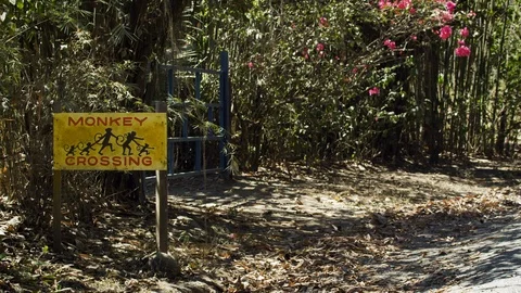 Street Monkey Stock Videos – Royalty-Free HD & 4K Videos | Pond5