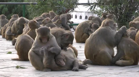 Monkey crowd picking fleas in Swayambhun... | Stock Video | Pond5