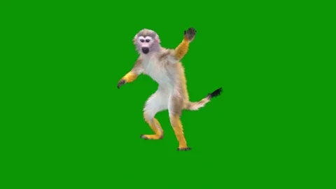 Jumping Monkey Green Screen Stock Video Footage | Royalty Free Jumping ...