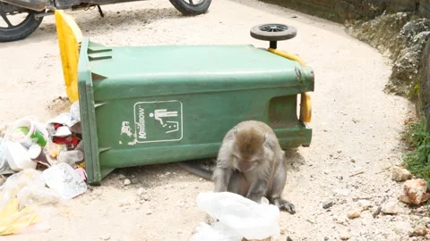 Can Digs Stock Videos – Royalty-Free HD & 4K Videos