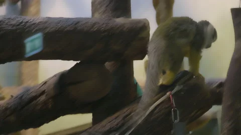 A monkey on the epic pose of solving his... | Stock Video | Pond5