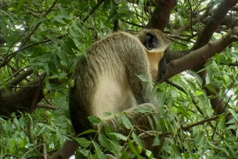 Monkey falling out of tree | Stock Video | Pond5