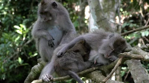 Monkey family comb fleas in the rainfore... | Stock Video | Pond5