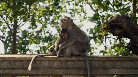 Monkey Standing Up Stock Videos – Royalty-Free HD & 4K Videos | Page 2