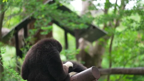 monkey family on tree | Stock Video | Pond5