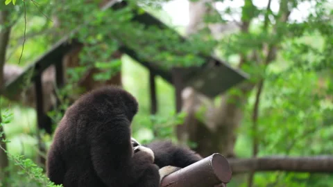 monkey family on tree | Stock Video | Pond5