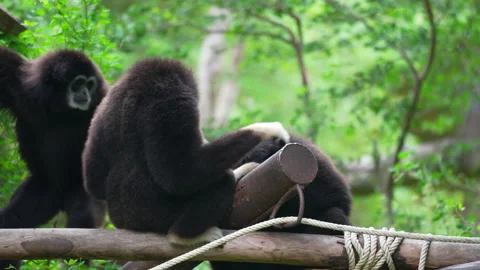 monkey family on tree | Stock Video | Pond5