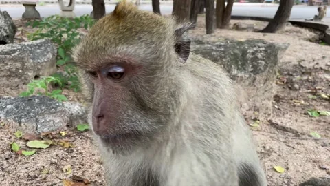 Monkey grabbing peanut from person’s h... | Stock Video | Pond5