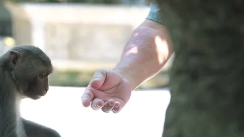 Monkey Finger Stock Videos – Royalty-Free HD & 4K Videos