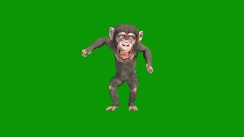 A monkey on green screen and is running ... | Stock Video | Pond5