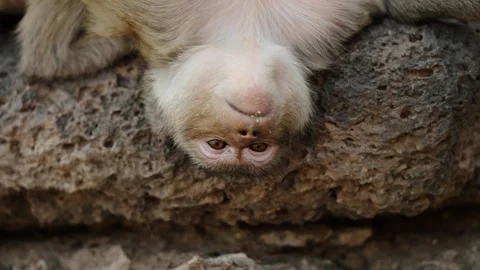 A Monkey With Head Upside Down In Phra P... | Stock Video | Pond5