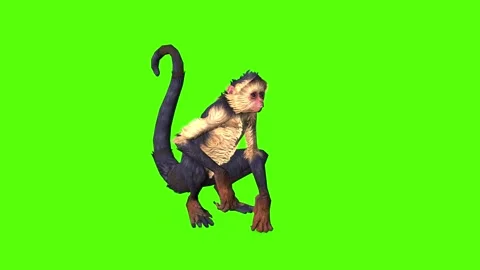 Monkey Idle Green Screen Animation and 3... | Stock Video | Pond5