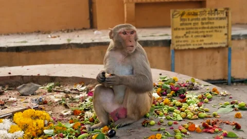 monkey, indian monkey, monkey eating fru... | Stock Video | Pond5