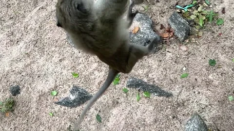 Peanut Jump For Stock Videos – Royalty-Free HD & 4K Videos | Pond5