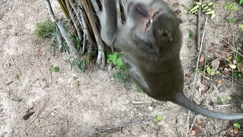 Peanut Jump For Stock Videos – Royalty-Free HD & 4K Videos | Pond5