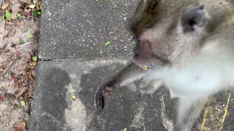 Monkey jump and grab roasted peanut from... | Stock Video | Pond5
