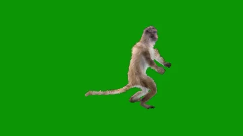 Jumping Monkey Green Screen Stock Video Footage | Royalty Free Jumping ...