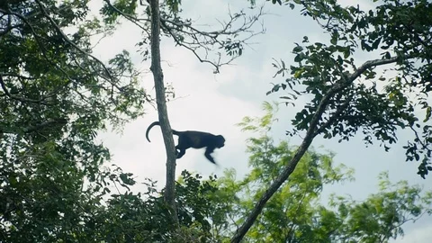 Monkey jumps from one branch to another ... | Stock Video | Pond5
