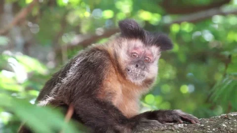 Smiling Monkey Face Stock Videos – Royalty-Free HD & 4K Videos | Pond5