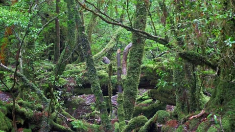 Monkey in Mononoke green forest (Yakushi... | Stock Video | Pond5