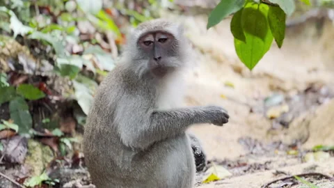 Monkey munching and eating looking aroun... | Stock Video | Pond5