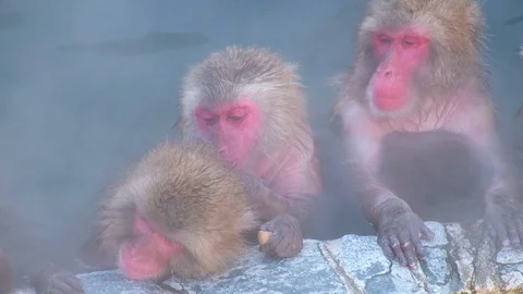 Monkey Onsen, video took in Hakodate (Ja... | Stock Video | Pond5