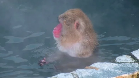 Monkey Onsen, video took in Hakodate (Ja... | Stock Video | Pond5