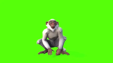 Monkey Green Screen Stock Footage ~ Royalty Free Stock Videos | Pond5