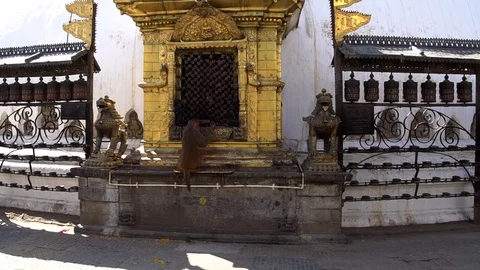 Monkey playing around at a old temple, a... | Stock Video | Pond5