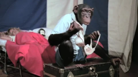 Monkey playing with bra while woman slee... | Stock Video | Pond5