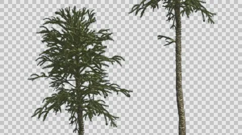 Monkey Two Stock Videos – Royalty-Free HD & 4K Videos | Page 5