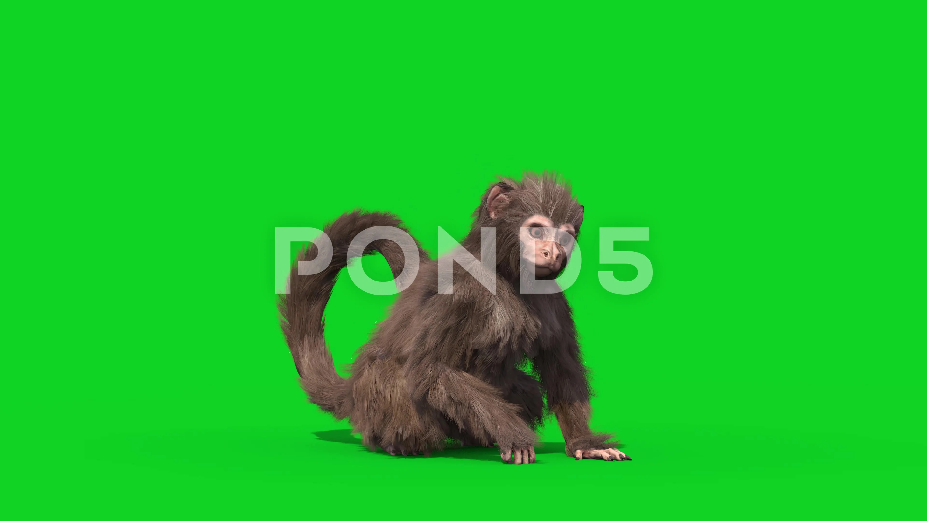 Green Screen Exercise Education Monkey Ape Filmed Scrolling Through