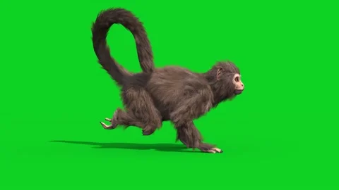 Monkey Real Fur Run Green Screen Side 3D... | Stock Video | Pond5