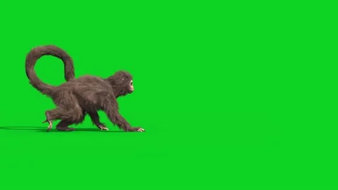 Monkey Real Fur Walk Green Screen Side 3... | Stock Video | Pond5