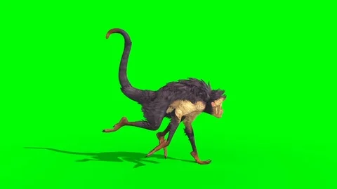 Monkey Runcycle Side Green Screen 3D Ren... | Stock Video | Pond5