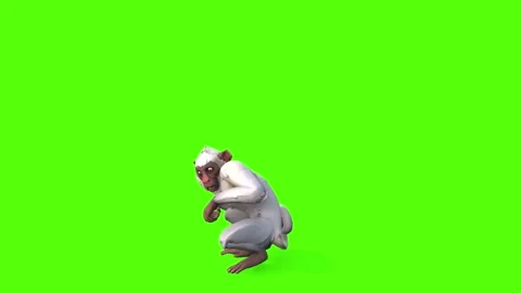 Monkey Scared Green Screen Animation 4K ... | Stock Video | Pond5