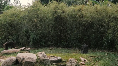 Back Ground N Stock Videos – Royalty-Free HD & 4K Videos