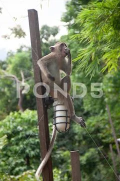 Monkey sitting on a street lamp post eating plants. Stock Image #117096406