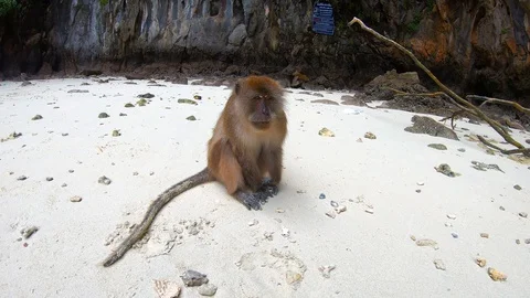 The Monkey is Sitting on a White Sand Be... | Stock Video | Pond5