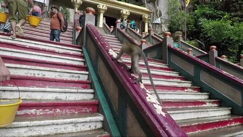 Monkey on staircase to Main Temple cave,... | Stock Video | Pond5