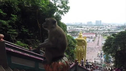 Monkey on staircase to Main Temple cave,... | Stock Video | Pond5