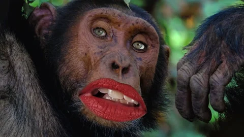 Monkey Talking Funny Mouth Lipstick Chim... | Stock Video | Pond5