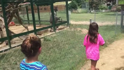 Monkey Throwing Poop at Kids, Rockwell, ... | Stock Video | Pond5