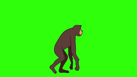 Monkey Green Screen Stock Footage ~ Royalty Free Stock Videos | Pond5