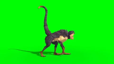Monkey Walkcycle Side Green Screen 3D Re... | Stock Video | Pond5