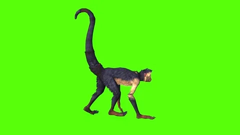 Monkey Walking Green Screen Animation an... | Stock Video | Pond5