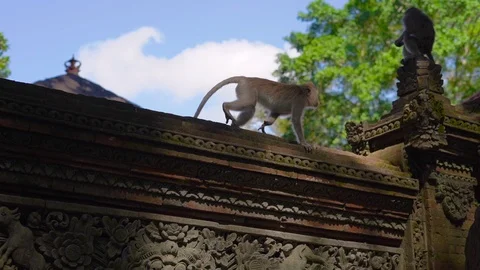 Waller Monkey Stock Videos – Royalty-Free HD & 4K Videos | Page 3