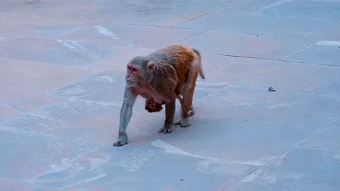 A monkey walks over the stone slabs and ... | Stock Video | Pond5