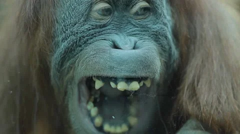 Angry Monkey Stock Video Footage | Royalty Free Angry Monkey Videos | Pond5