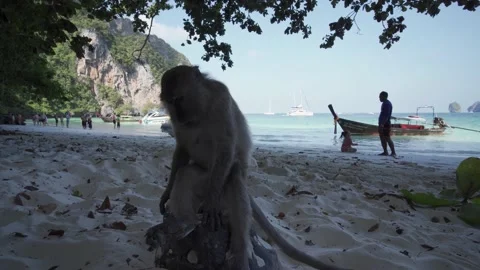 Monkey at Yong Kasem beach (Monkey Beach... | Stock Video | Pond5